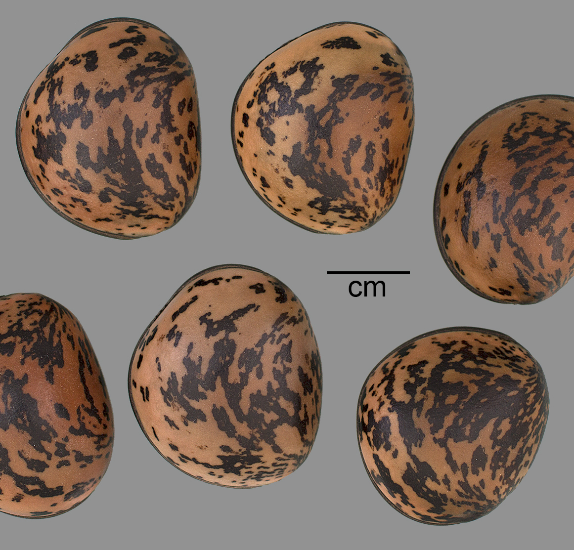 Fabaceae | Fruit and Seed Family ID