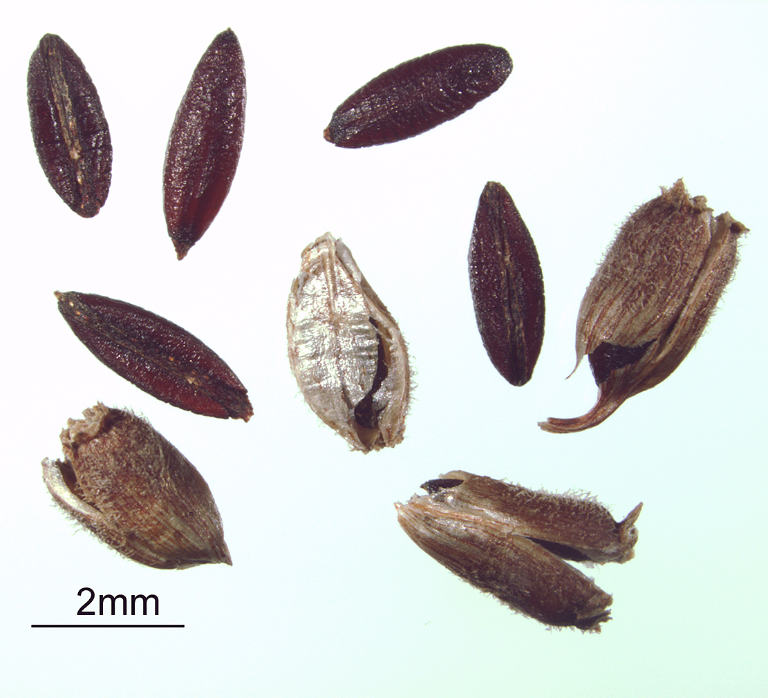 Rubiaceae | Fruit and Seed Family ID