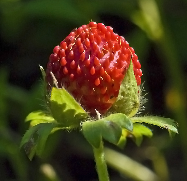 Rosaceae | Fruit and Seed Family ID