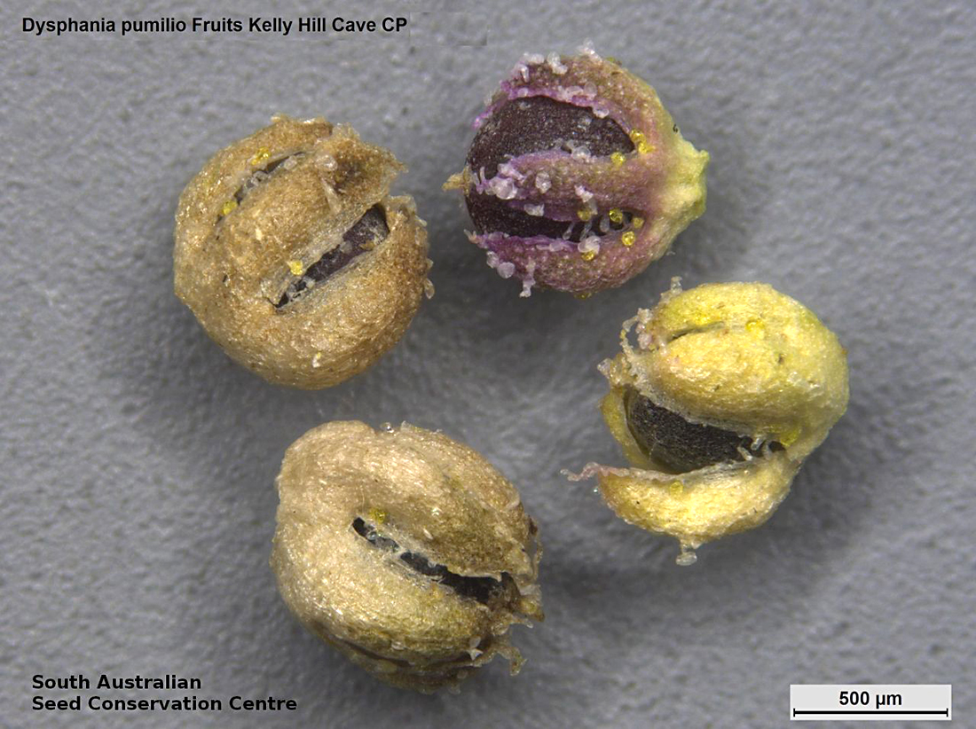 Amaranthaceae | Fruit and Seed Family ID