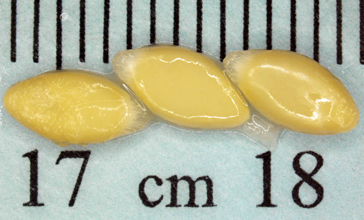Cucurbitaceae | Fruit and Seed Family ID