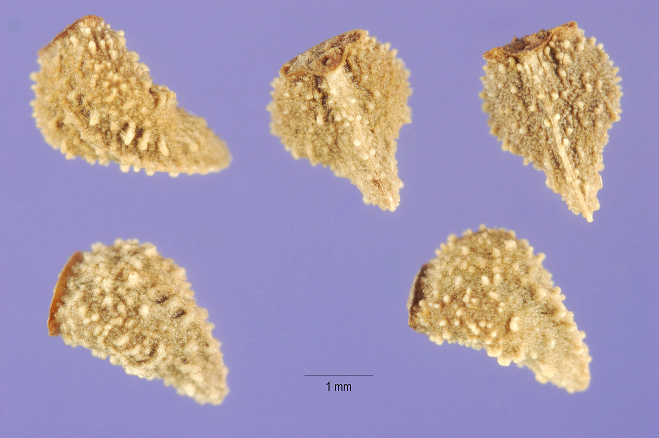 Boraginaceae | Fruit and Seed Family ID