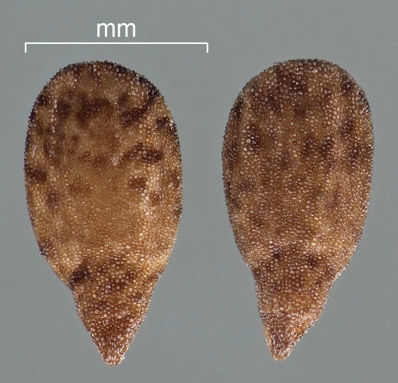 Onagraceae | Fruit and Seed Family ID