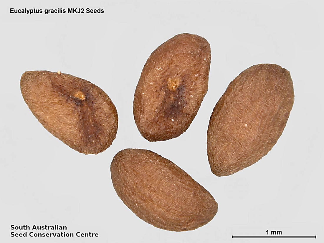 Myrtaceae | Fruit and Seed Family ID