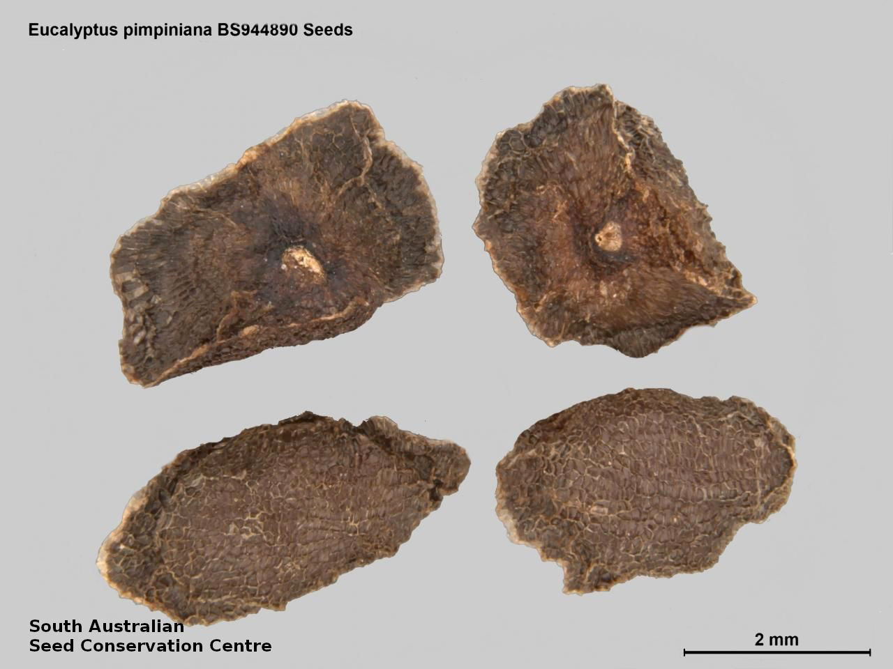 Myrtaceae | Fruit and Seed Family ID