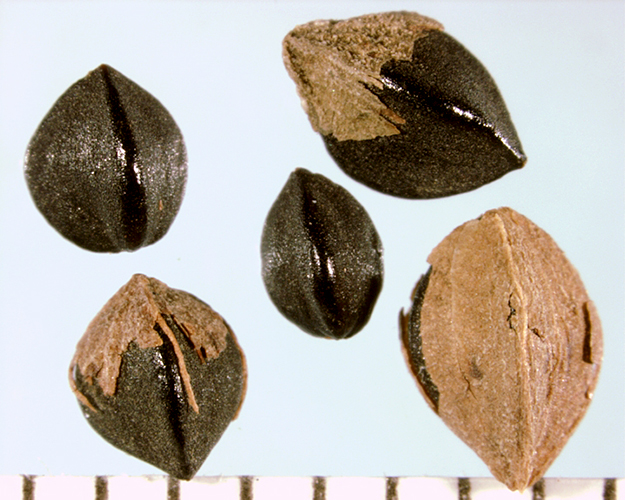 Polygonaceae | Fruit and Seed Family ID