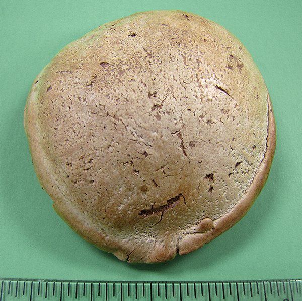 Cucurbitaceae | Fruit and Seed Family ID