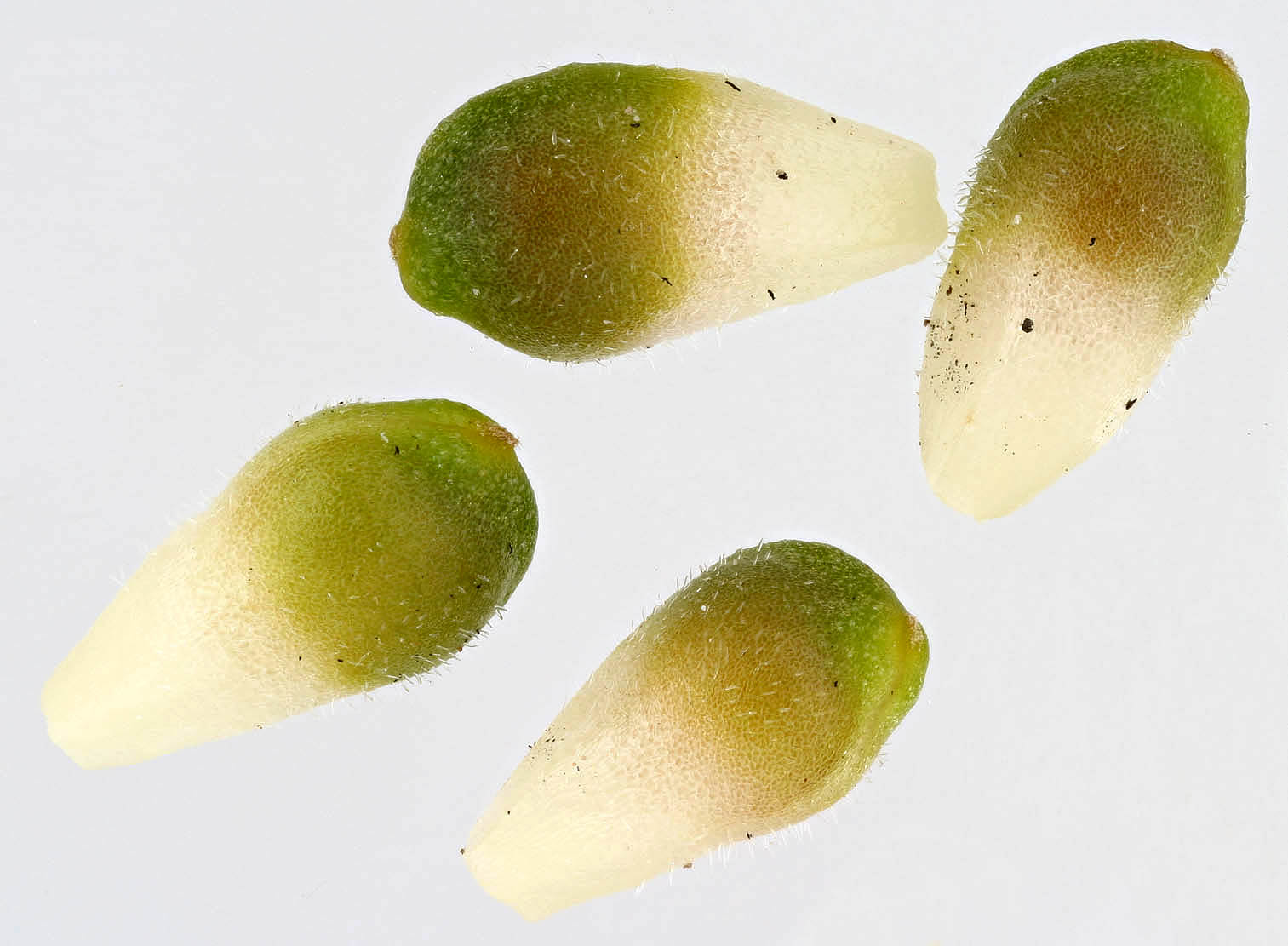 Ranunculaceae | Fruit and Seed Family ID