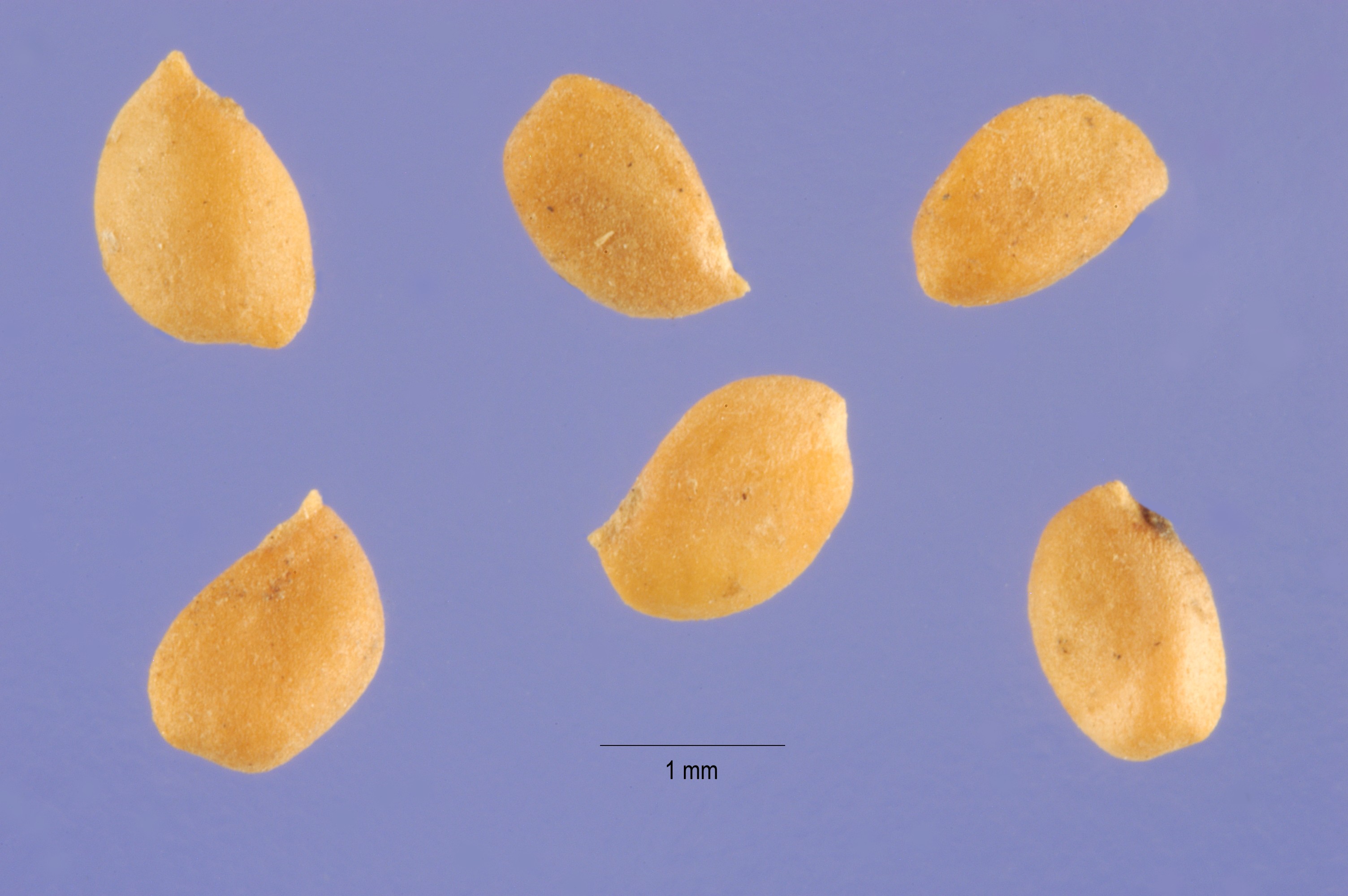 Moraceae | Fruit and Seed Family ID