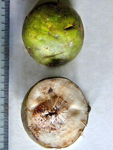 Moraceae | Fruit and Seed Family ID