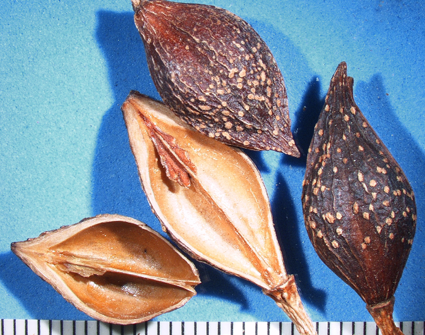 Oleaceae | Fruit and Seed Family ID