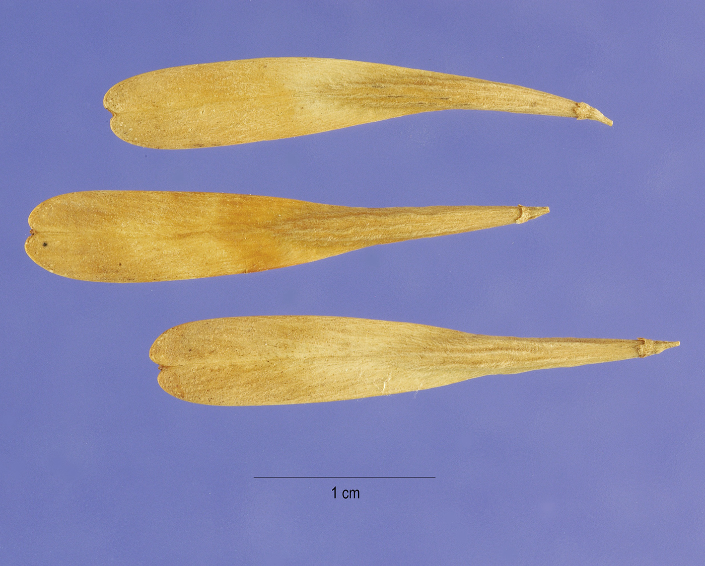 Oleaceae | Fruit and Seed Family ID