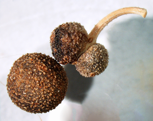 Rubiaceae | Fruit and Seed Family ID