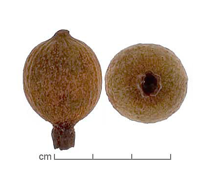 Rubiaceae | Fruit and Seed Family ID