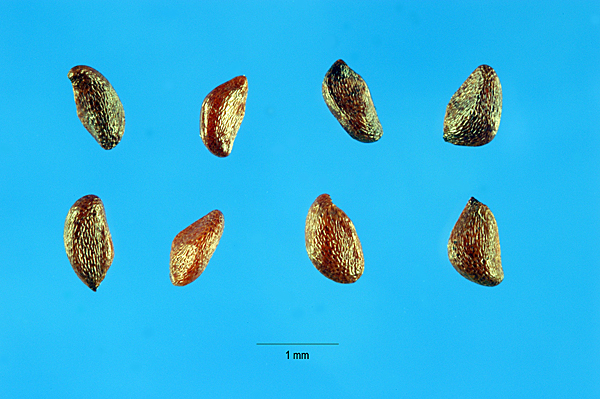 Ericaceae | Fruit and Seed Family ID