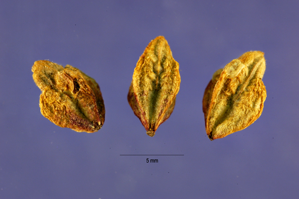Onagraceae | Fruit and Seed Family ID