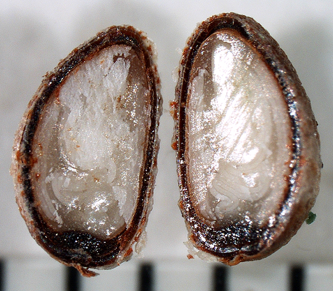 Malvaceae | Fruit and Seed Family ID