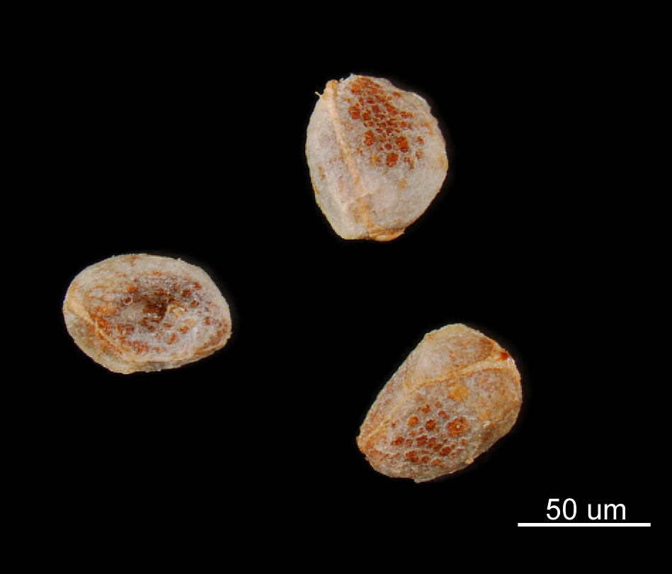 Malvaceae | Fruit and Seed Family ID