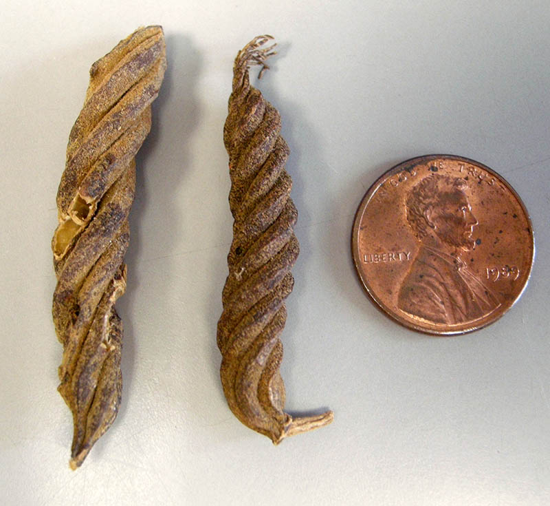 Malvaceae | Fruit and Seed Family ID