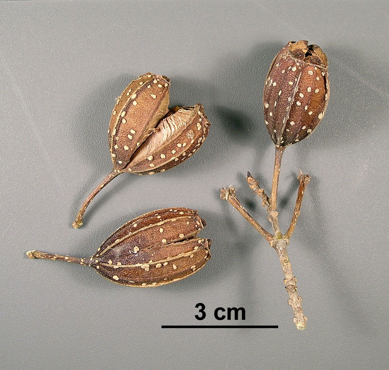 Rubiaceae | Fruit and Seed Family ID