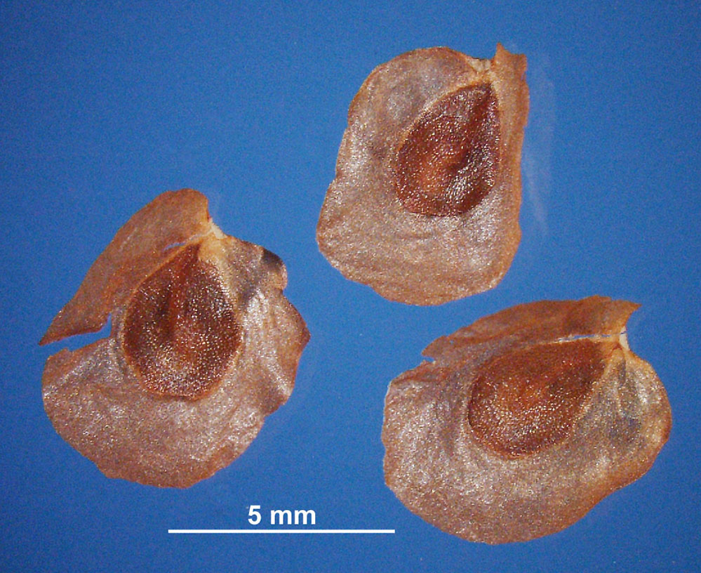 Rubiaceae | Fruit and Seed Family ID