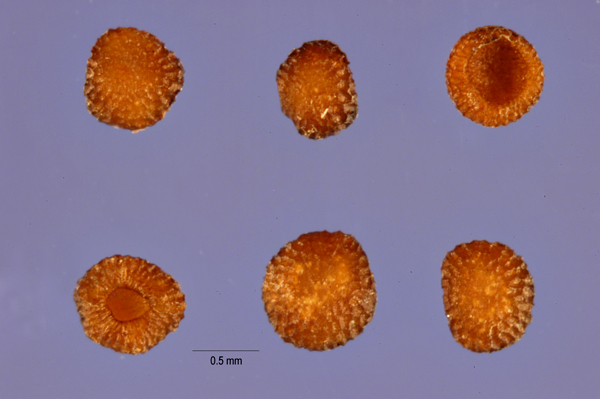 Rubiaceae | Fruit and Seed Family ID