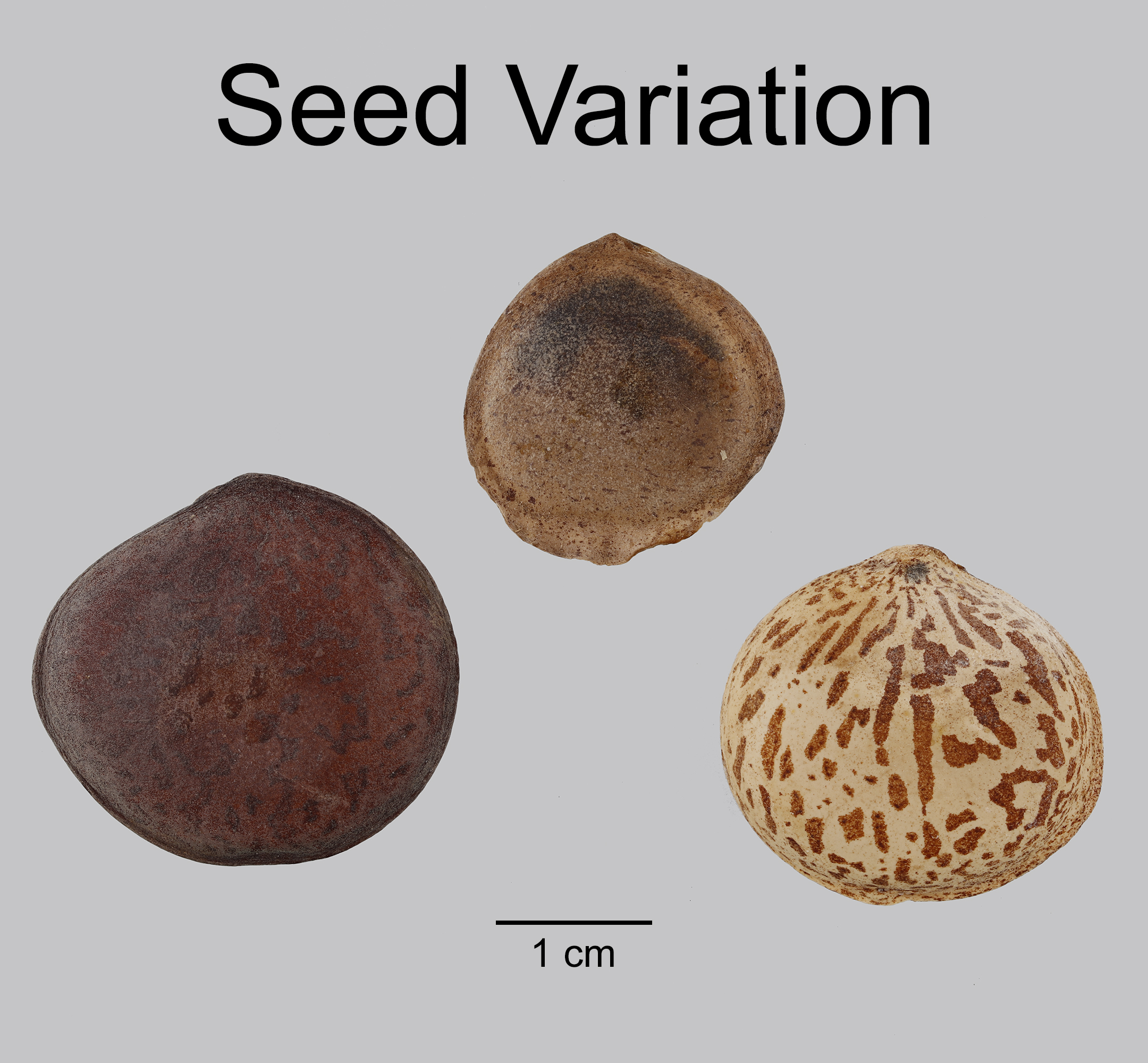 Euphorbiaceae | Fruit and Seed Family ID
