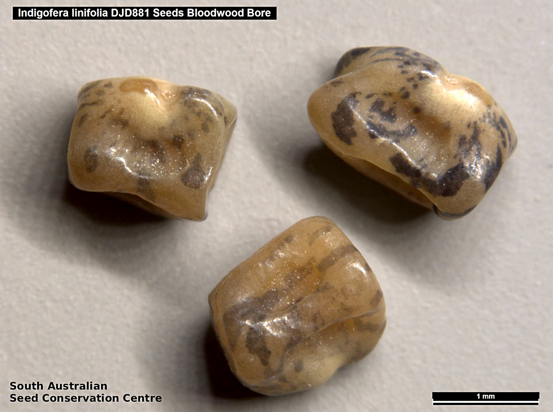 Fabaceae | Fruit and Seed Family ID