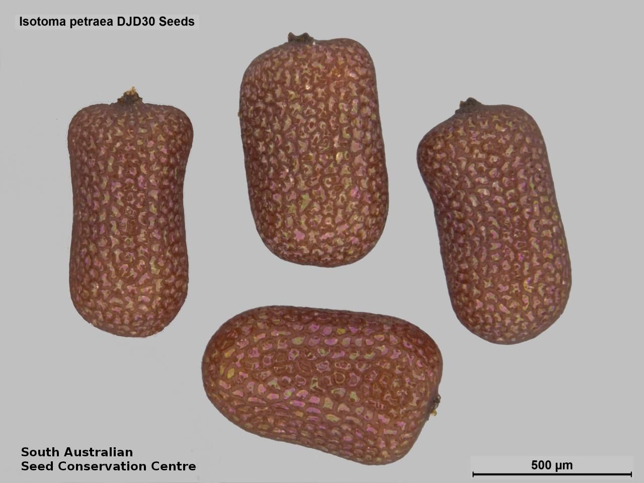 Campanulaceae | Fruit and Seed Family ID