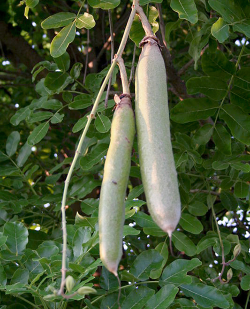 Bignoniaceae | Fruit and Seed Family ID