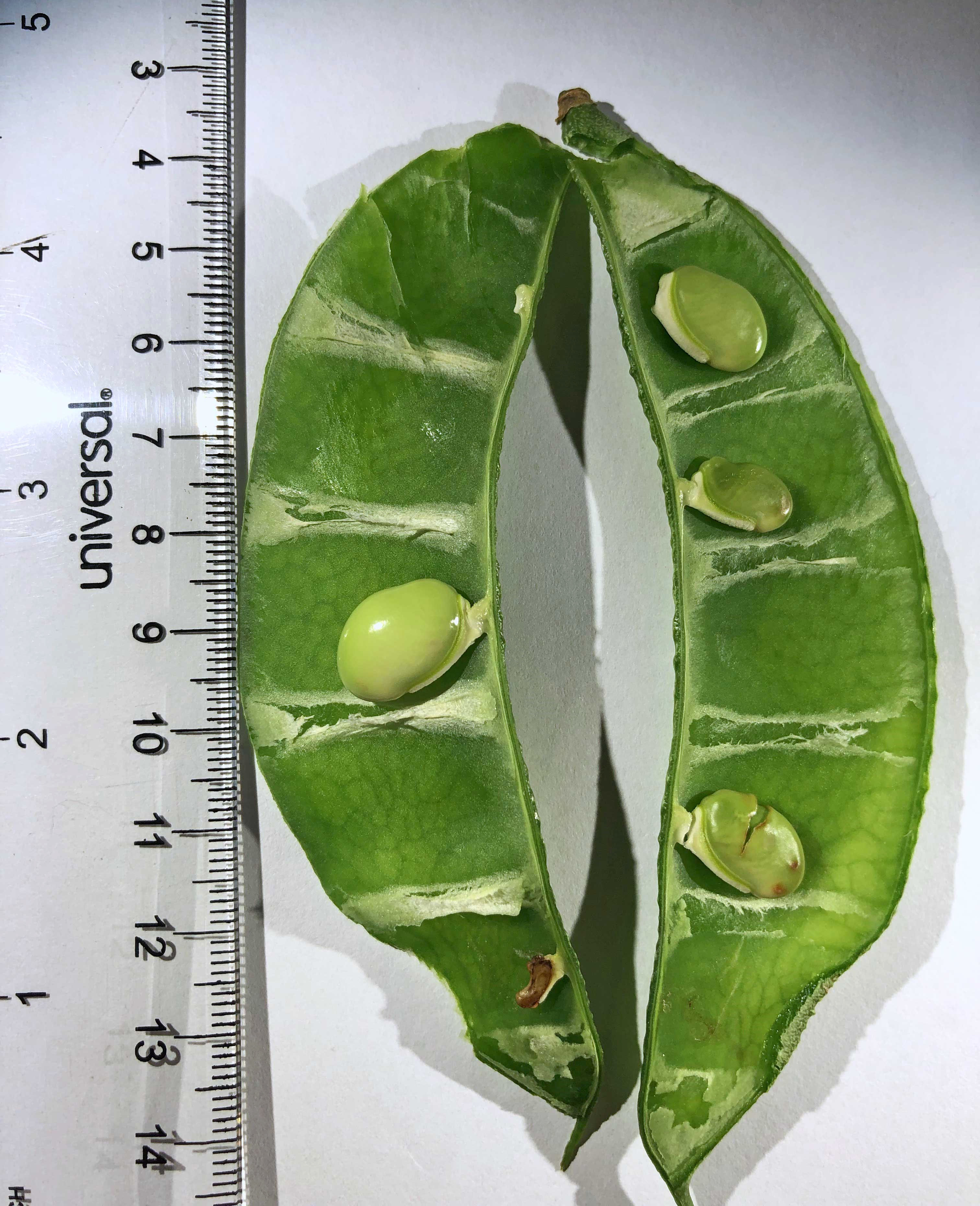 Fabaceae | Fruit and Seed Family ID