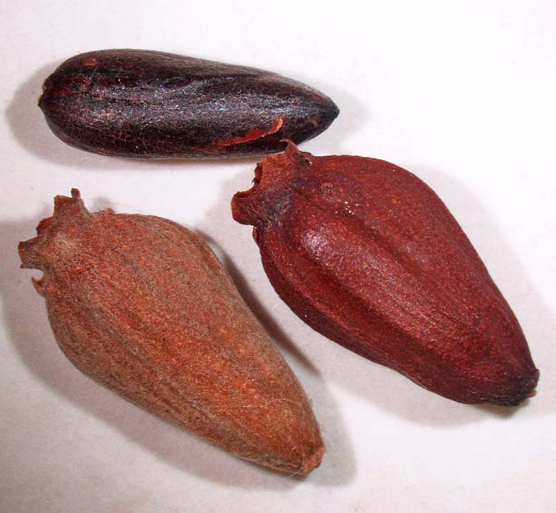 Combretaceae | Fruit and Seed Family ID