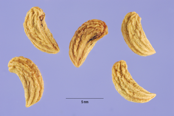 Oleaceae | Fruit and Seed Family ID