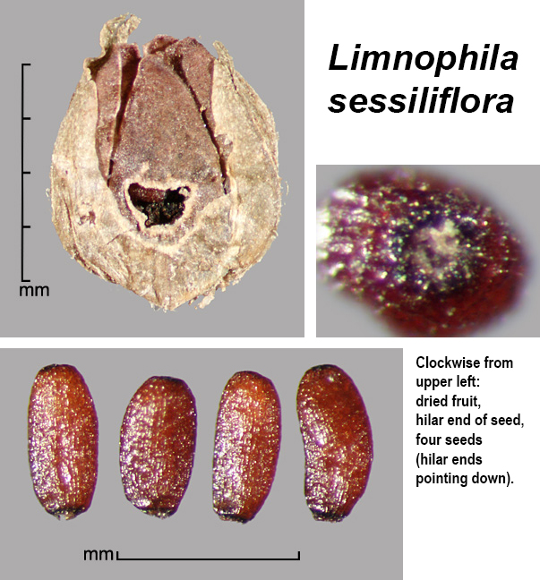 Plantaginaceae | Fruit and Seed Family ID