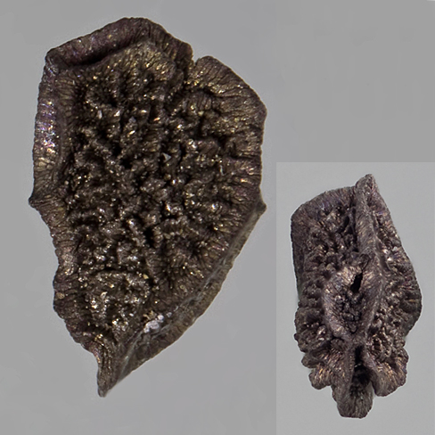 Plantaginaceae | Fruit and Seed Family ID