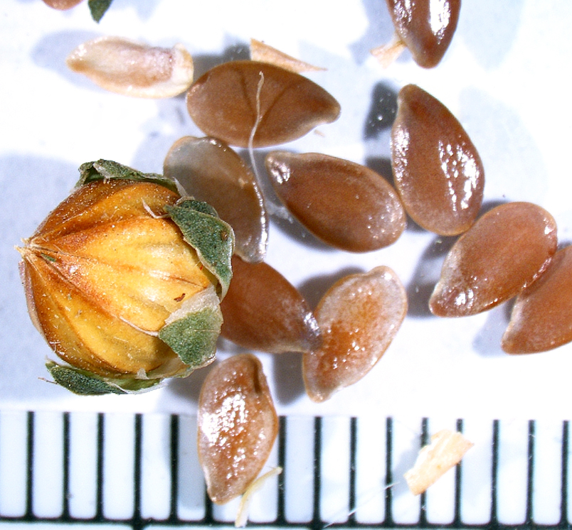 Linaceae | Fruit and Seed Family ID