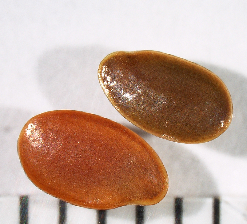 Linaceae | Fruit and Seed Family ID