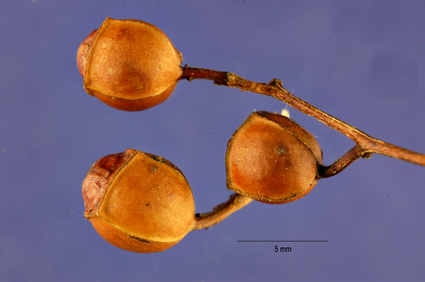Onagraceae | Fruit and Seed Family ID