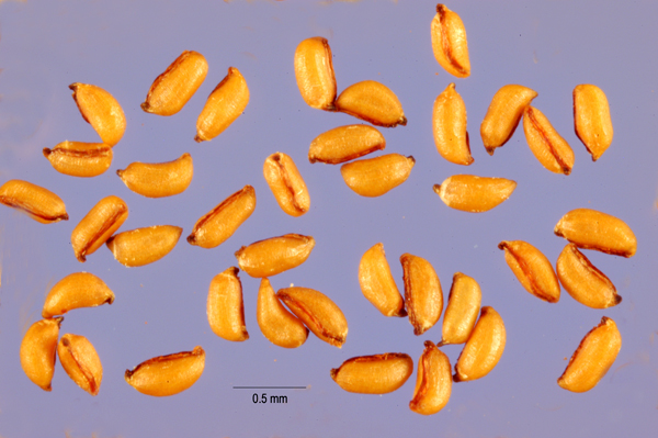 Onagraceae | Fruit and Seed Family ID