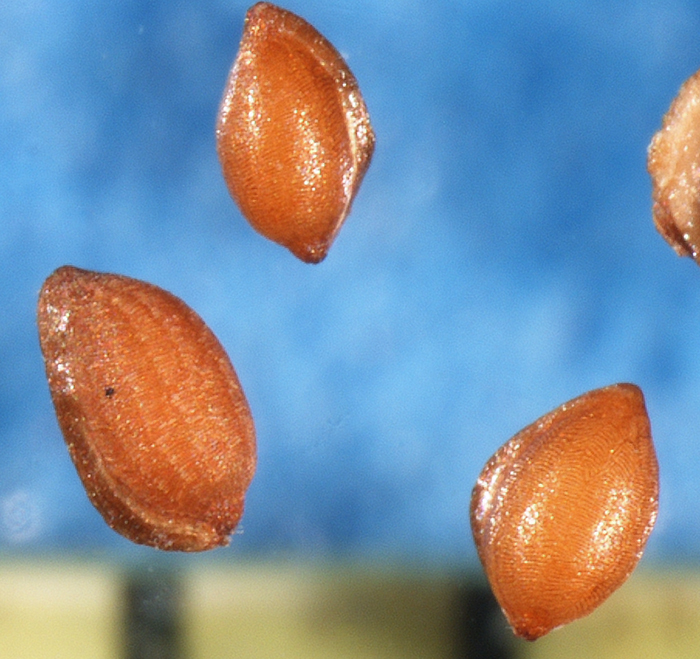 Onagraceae | Fruit and Seed Family ID