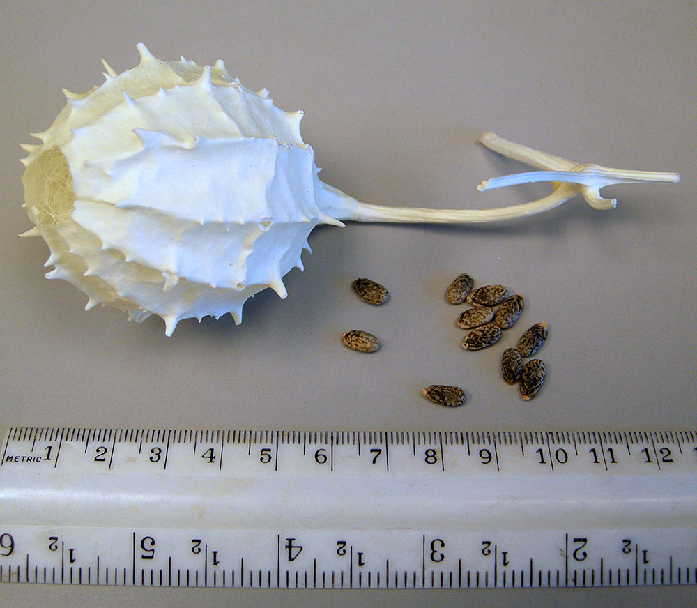 Cucurbitaceae | Fruit and Seed Family ID