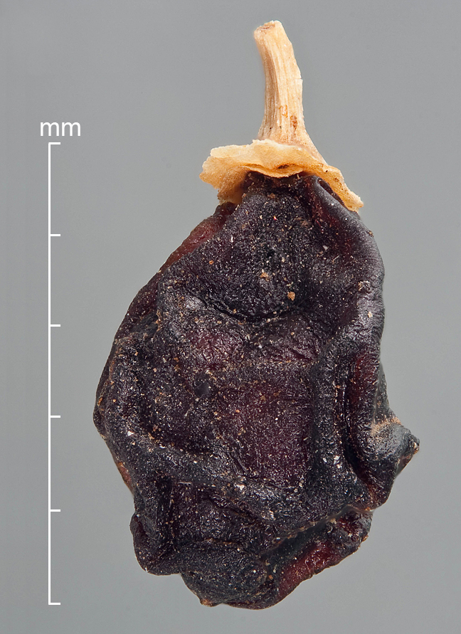Solanaceae | Fruit and Seed Family ID
