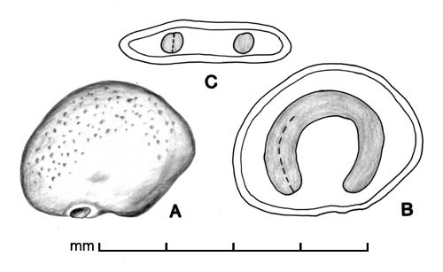 Solanaceae | Fruit and Seed Family ID