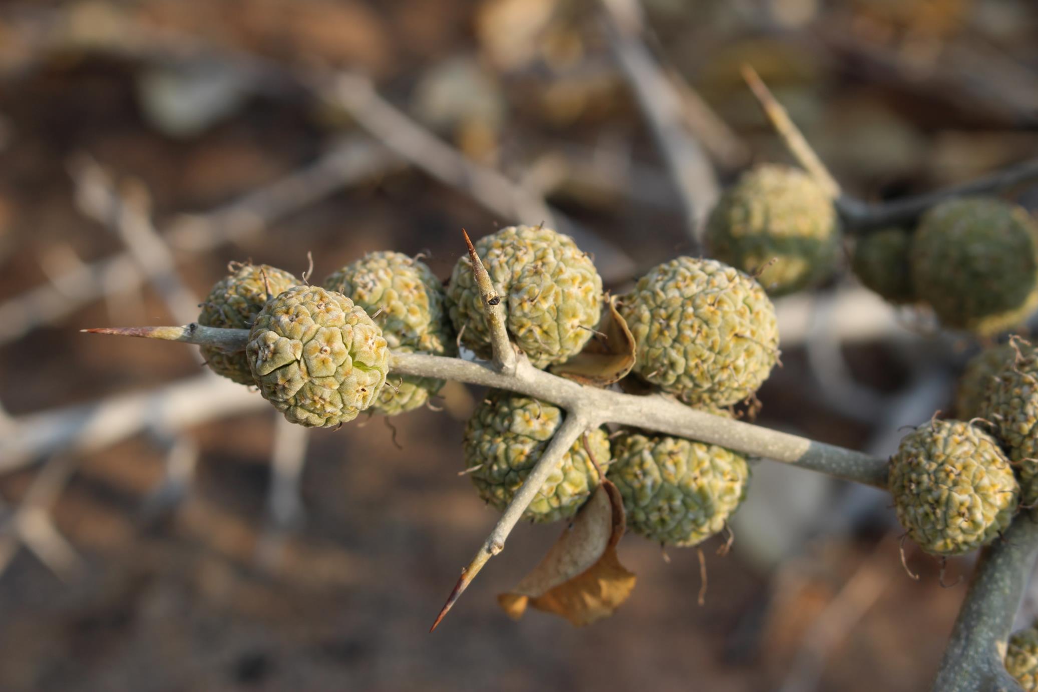 Moraceae | Fruit and Seed Family ID