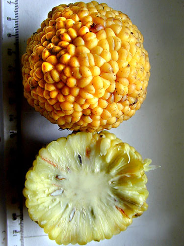 Moraceae | Fruit and Seed Family ID