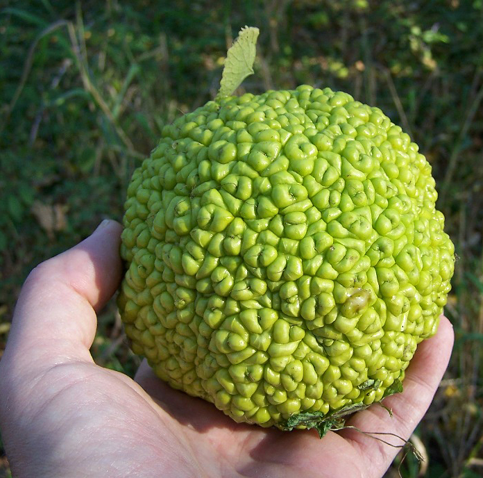 Moraceae | Fruit and Seed Family ID