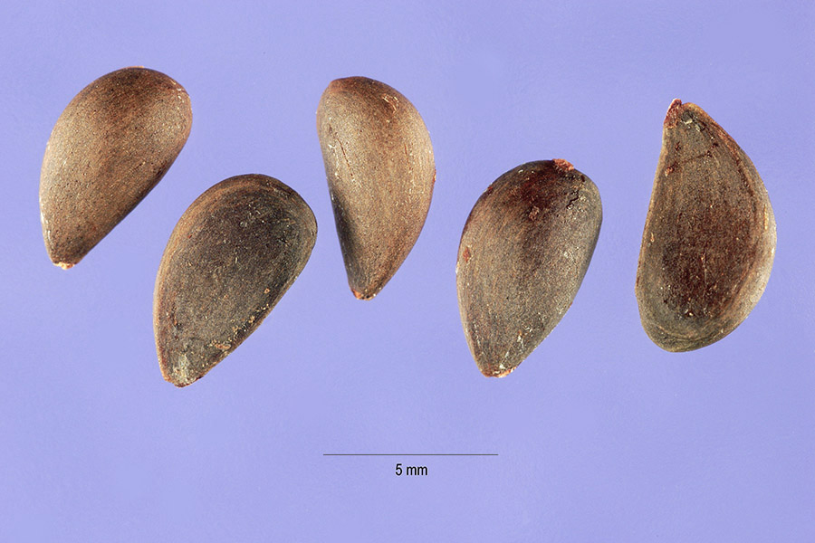 Rosaceae | Fruit and Seed Family ID