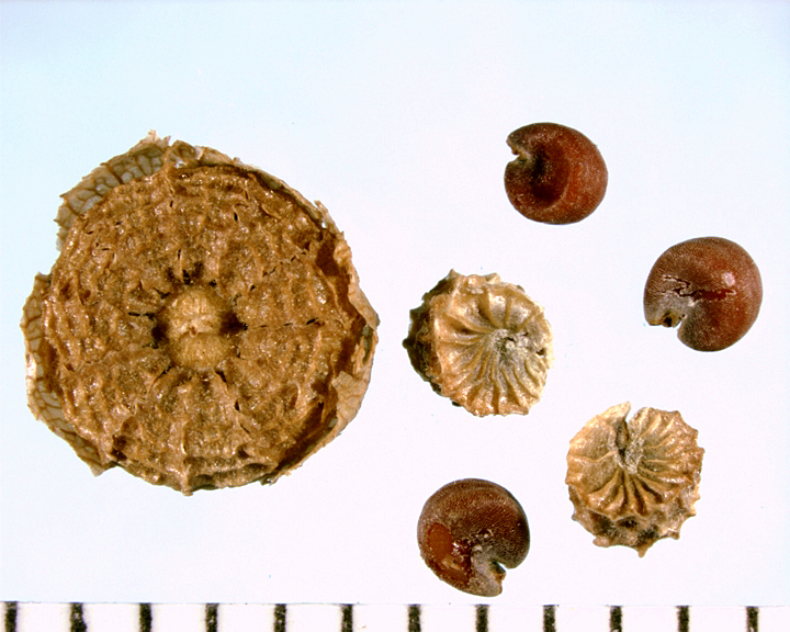 Malvaceae | Fruit and Seed Family ID