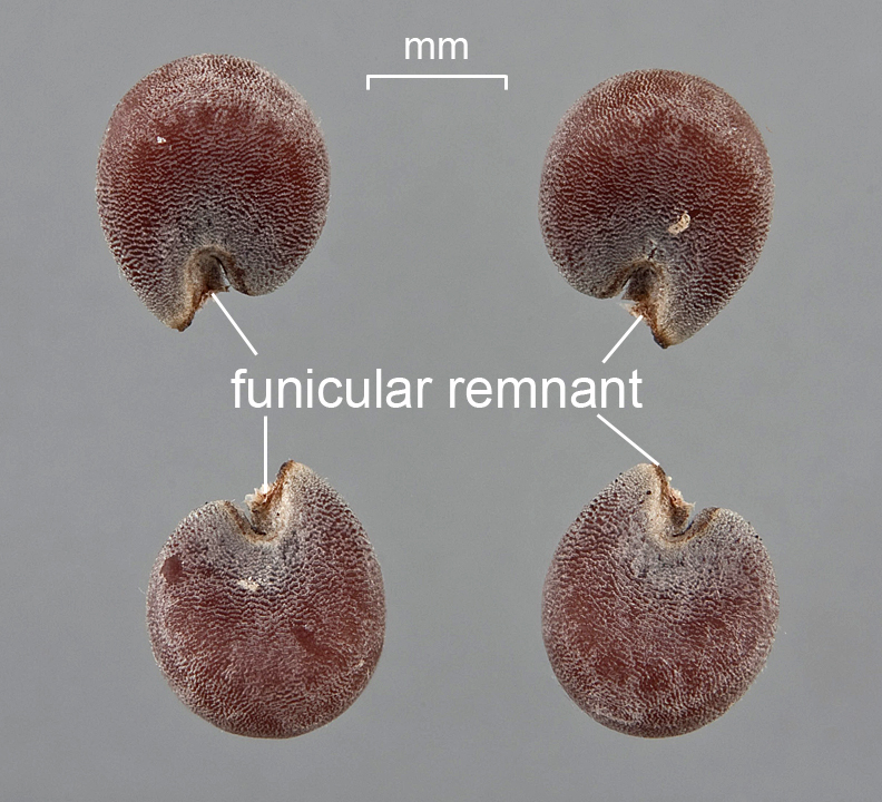 Malvaceae | Fruit and Seed Family ID
