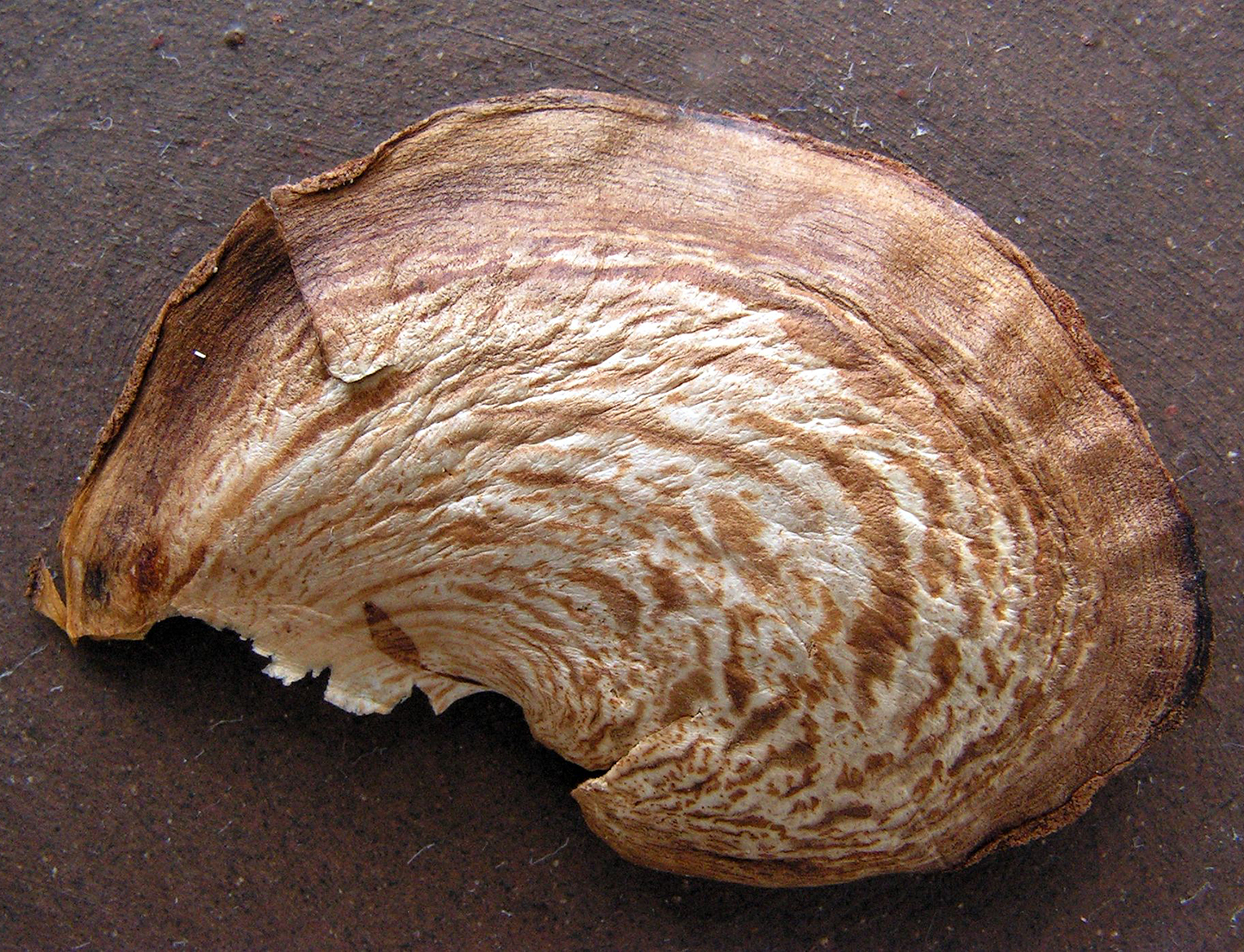 Anacardiaceae | Fruit and Seed Family ID